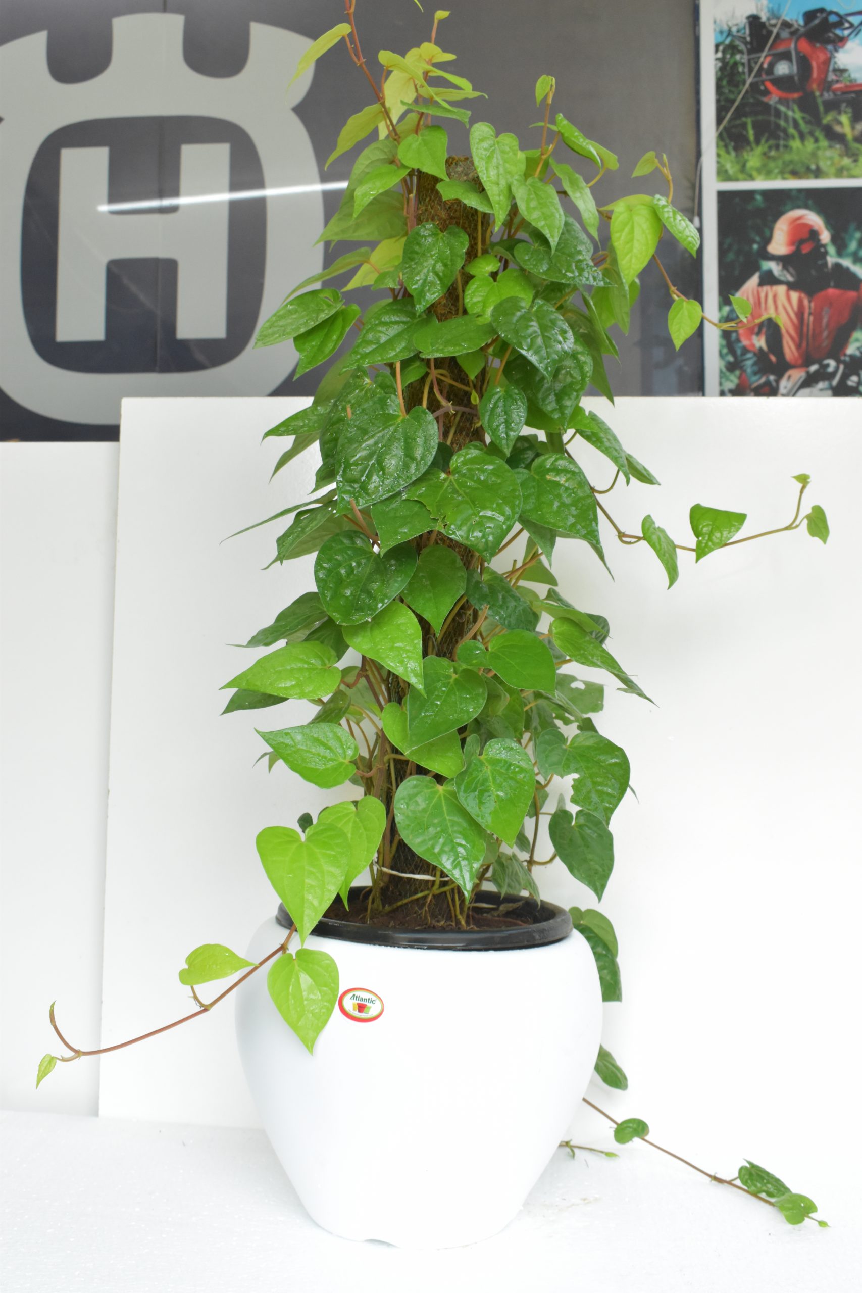 Money Plant Nature Touch Landscape Pvt Ltd 